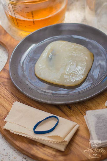 Buy Kombucha Starter Kits | Buy SCOBY | Homemade Kombucha Co. | Australia